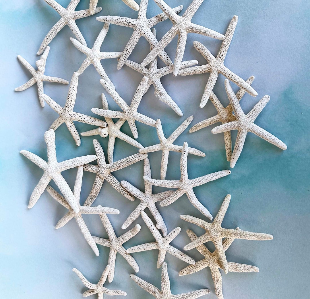 10PCS FINGER STARFISH, Set of 10 Imperfect Starfish, Craft Starfish ...