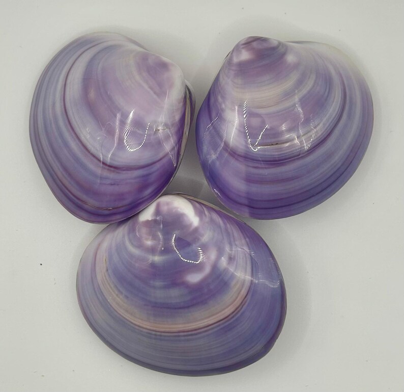 Extra-large Polished Purple Clam Shell for Crafting, Coastal Decor ...