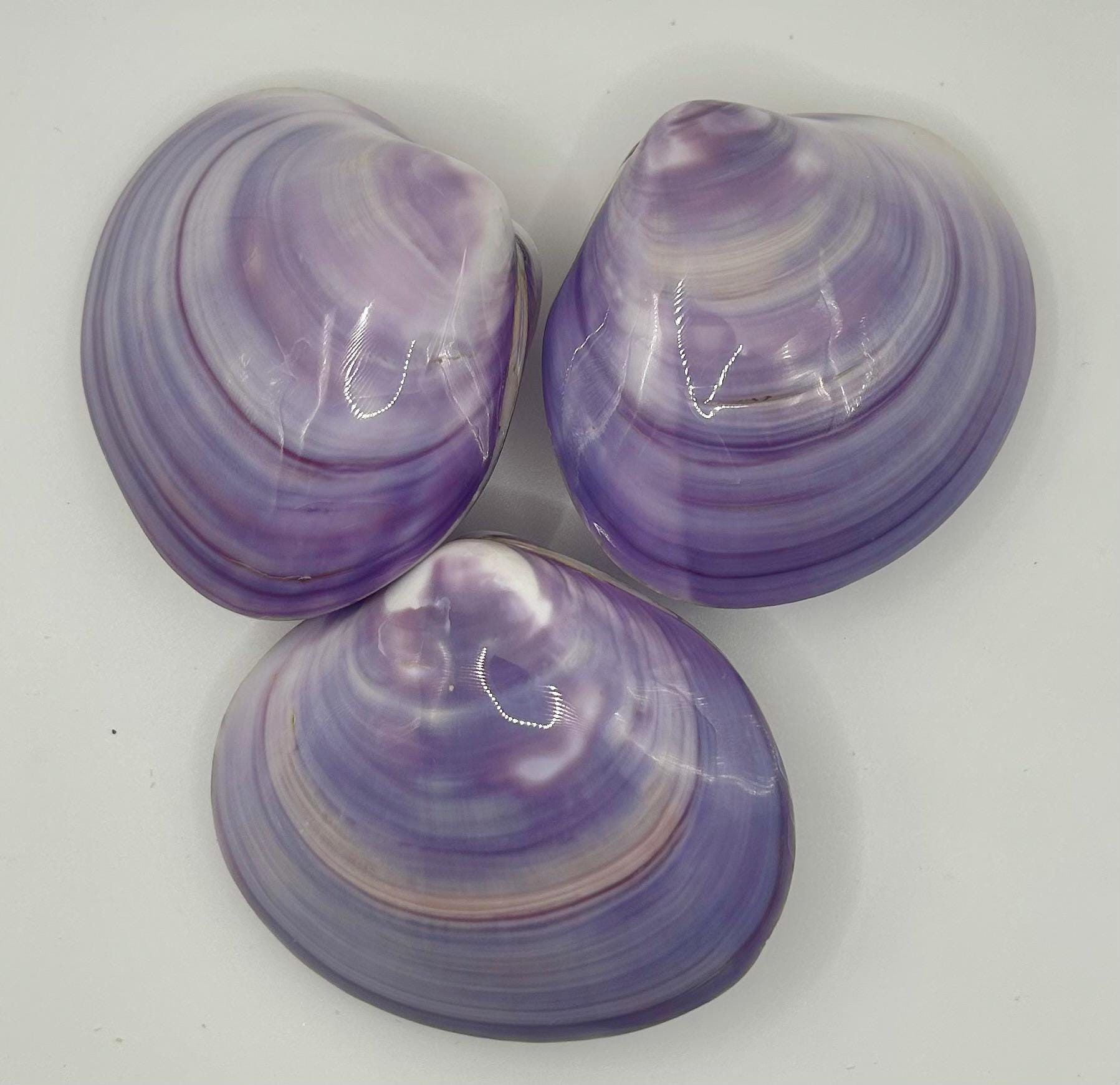 Extra-large Polished Purple Clam Shell for Crafting, Coastal Decor ...