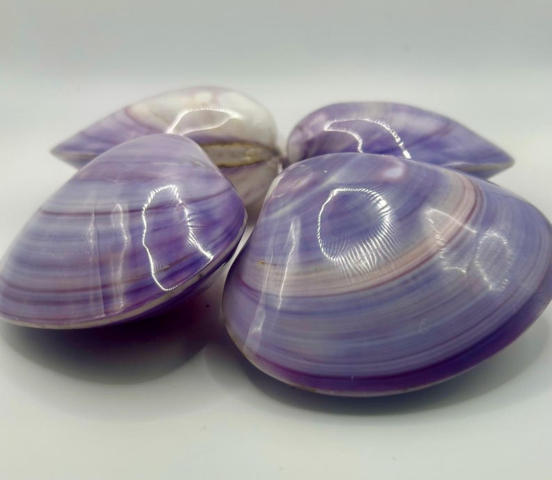 Extra-large Polished Purple Clam Shell for Crafting, Coastal Decor ...