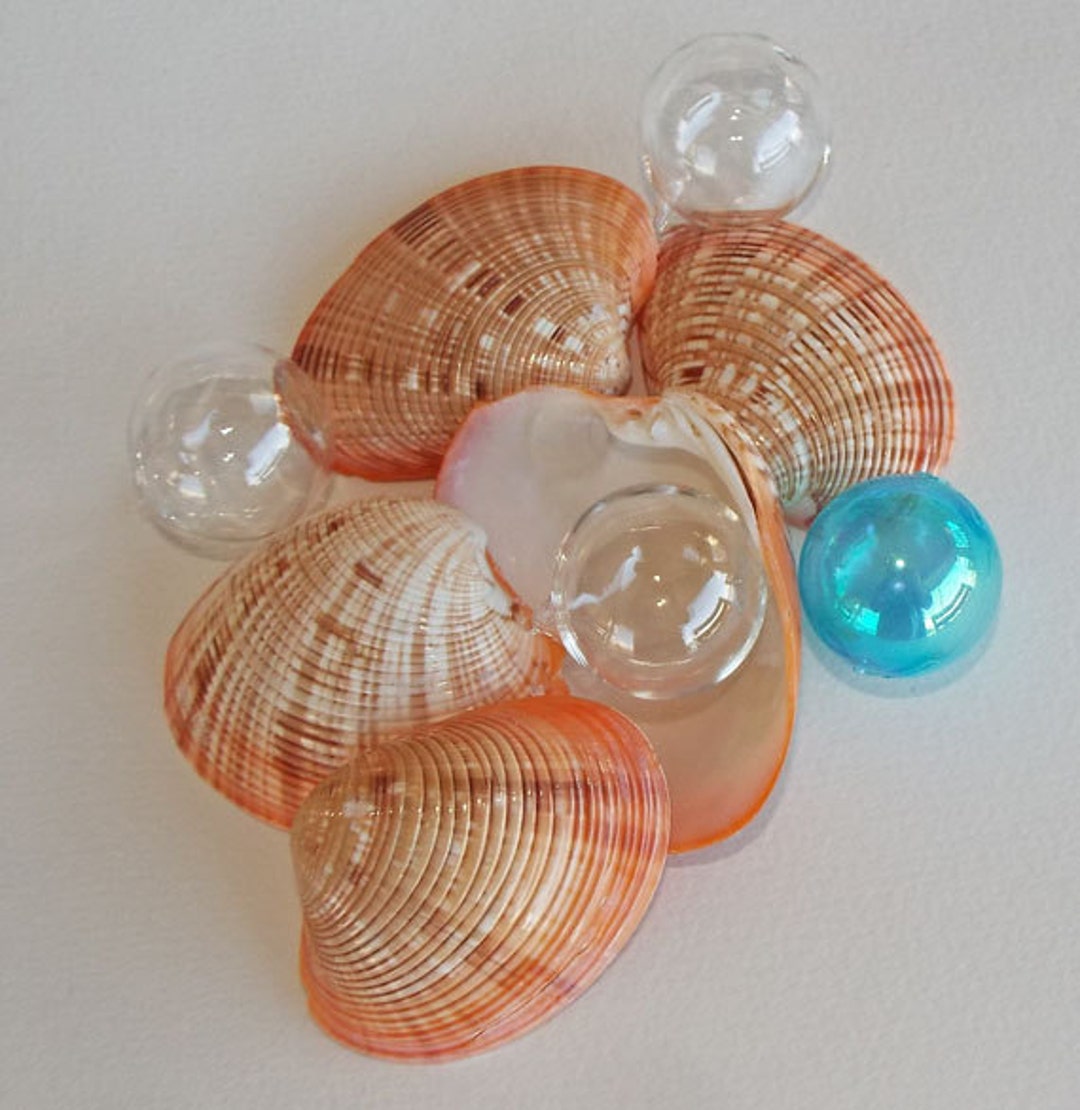 CALLISTA VENUS SHELLS 5 Beach Decor Wedding Decor Ombre - Etsy