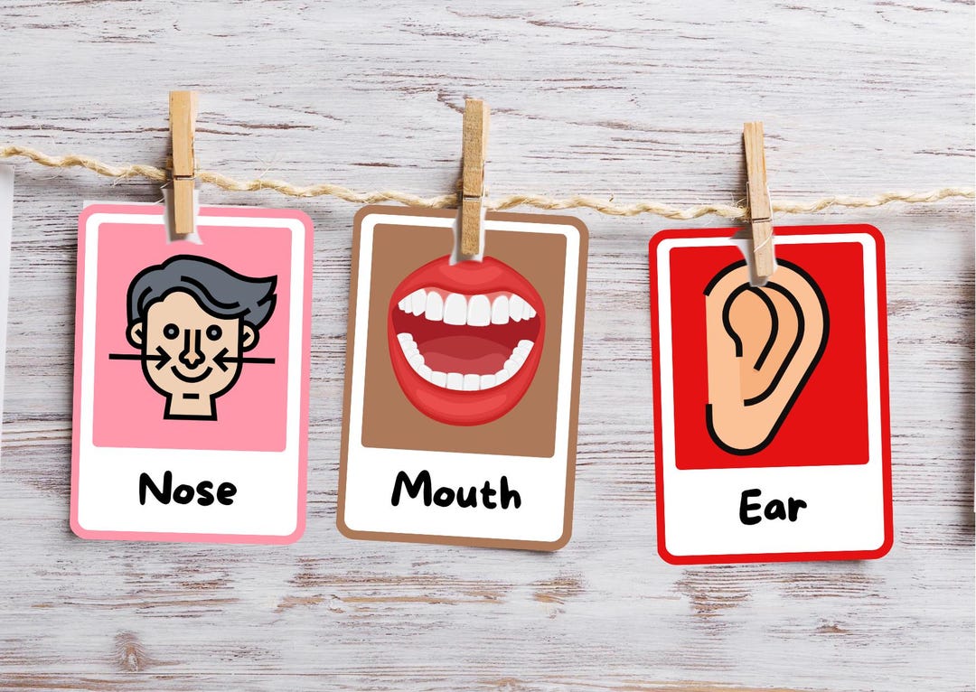 Human Body Parts Flashcards for Kids - DIGITAL DOWNLOAD - Etsy Canada