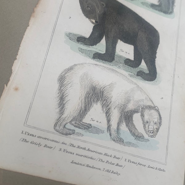1800s Lithograph - Etsy
