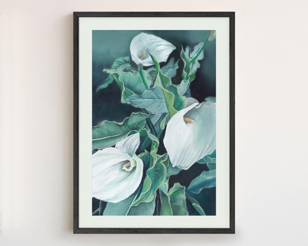 Arum Lilies, Zantedeschia Aethiopica, Varkore (afrikaans) Intebe (xhosa ...