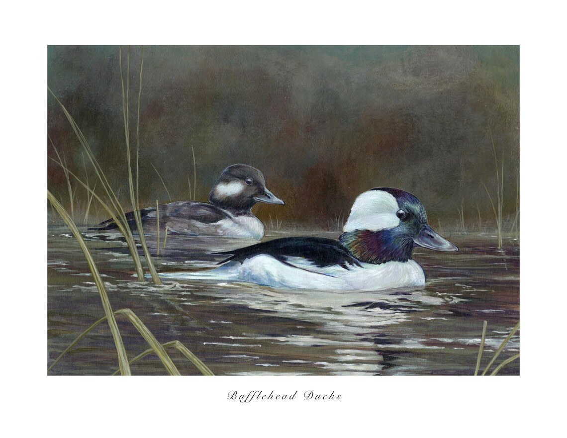 2025 Federal Duck Stamp Entry- Bufflehead Ducks - Etsy