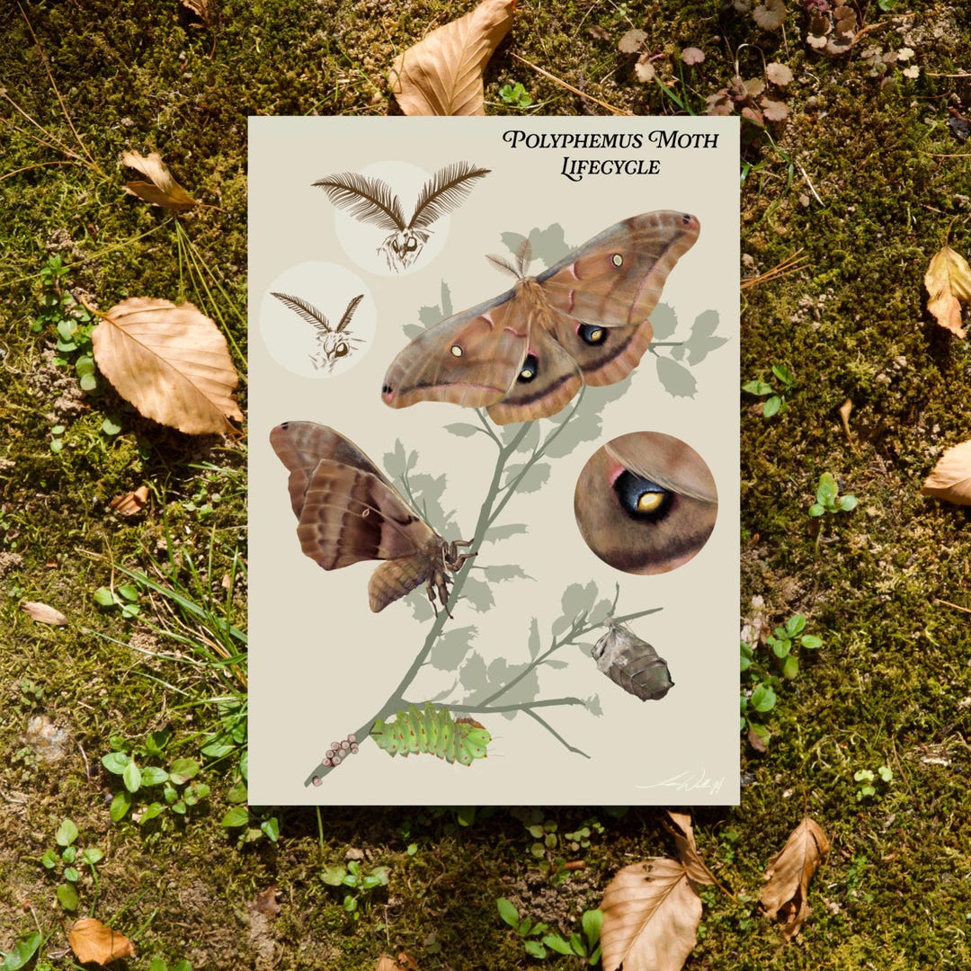 Polyphemus Moth With Text- 5"x7" Art Print - Etsy