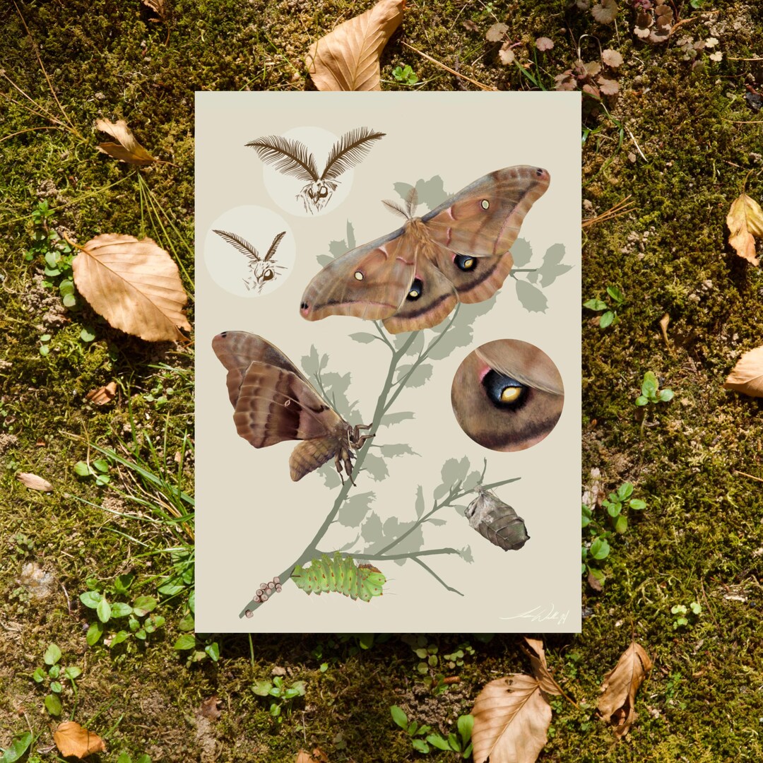 Polyphemus Moth- 5"x7" Art Print - Etsy