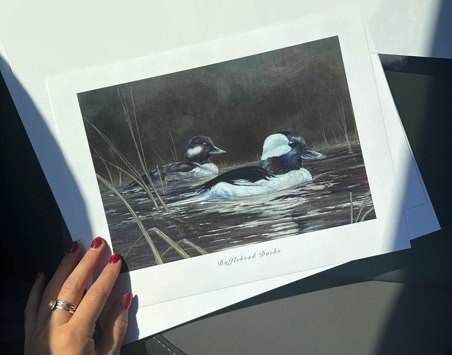 2025 Federal Duck Stamp Entry- Bufflehead Ducks - Etsy