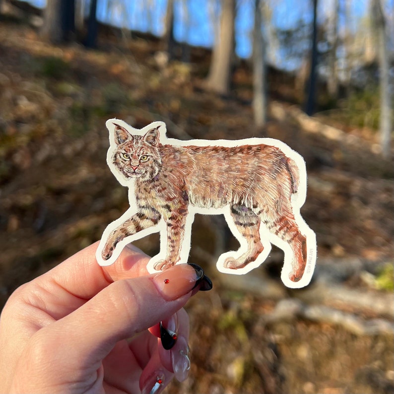 Bobcat Sticker - Etsy