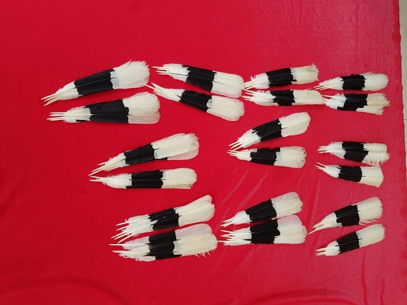 White-thighed Hornbill Tail Feathers for Sale(made of 10 Singe Feathers ...
