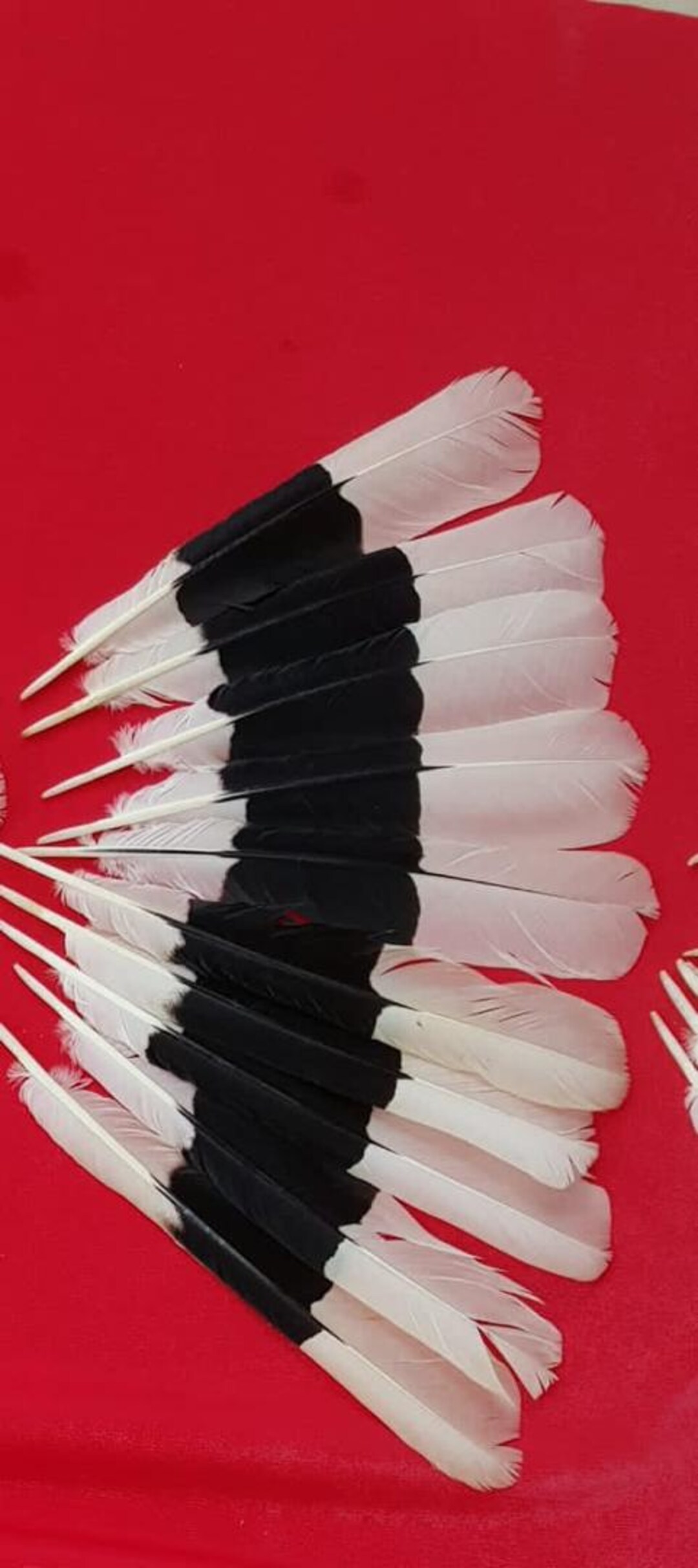 White-thighed Hornbill Tail Feathers for Sale(made of 10 Singe Feathers ...
