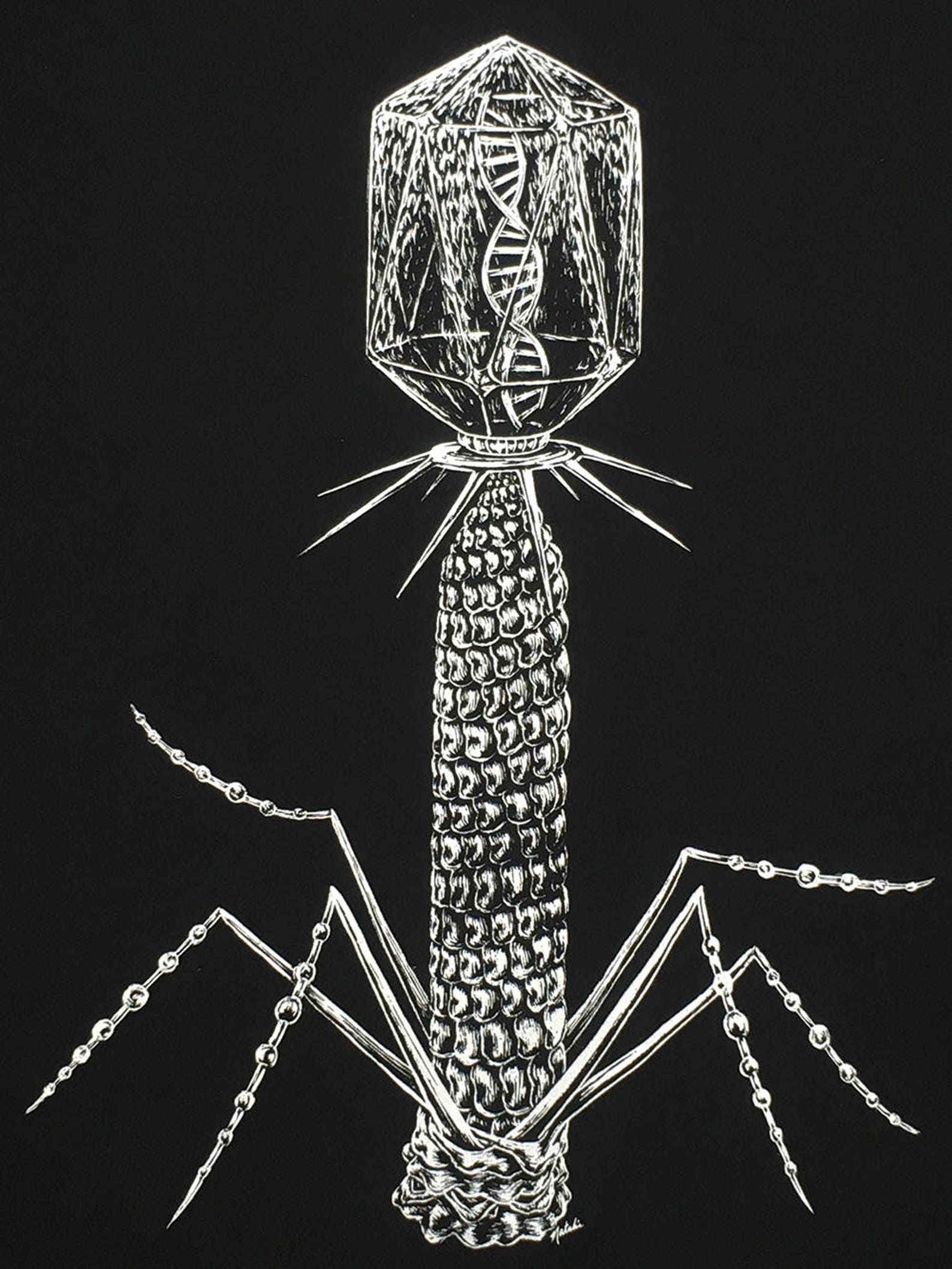 Bacteriophage Virus T-shirt - Original Silk-screened Biology Design ...