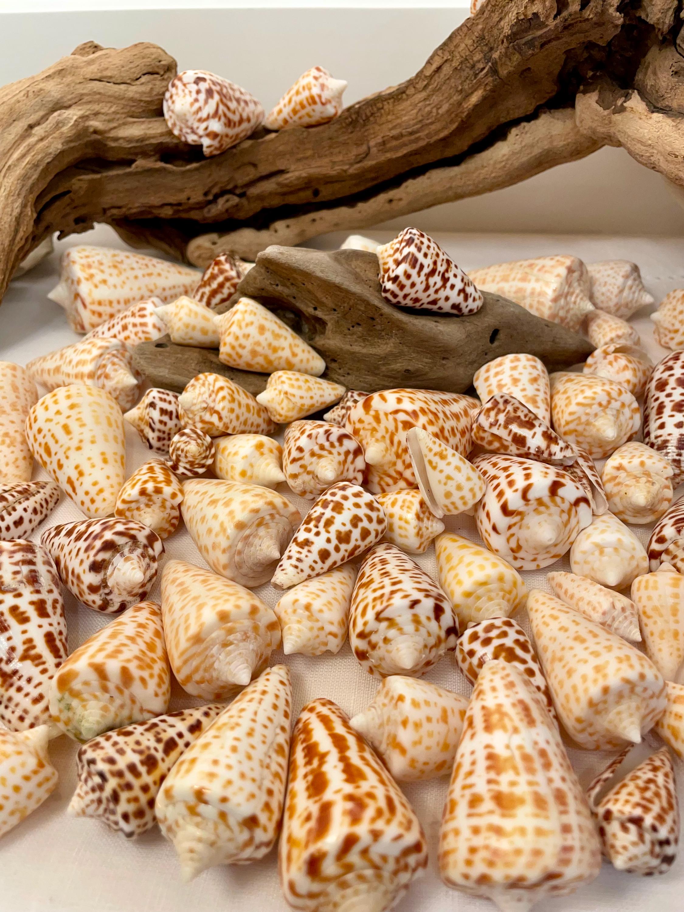 Alphabet Cone Shells Assorted. 4 Shells, Size 1.5"-2". Beautiful ...