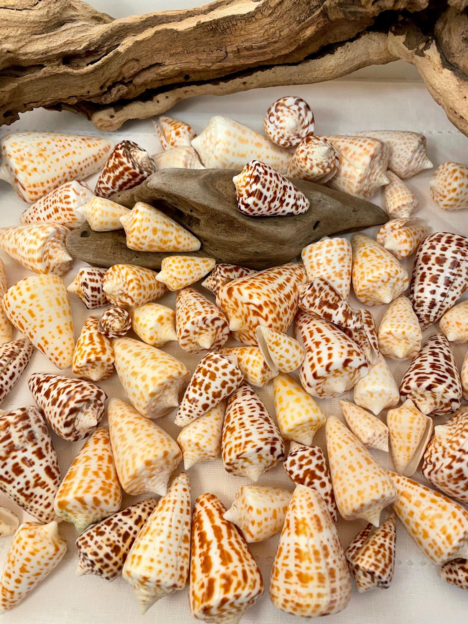 Alphabet Cone Shells Assorted. 4 Shells, Size 1.5"-2.25". Beautiful ...