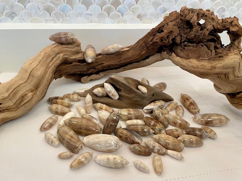 Lettered Olive Seashells Assorted, 15 Shells. Size 1.25"-2.25 ...