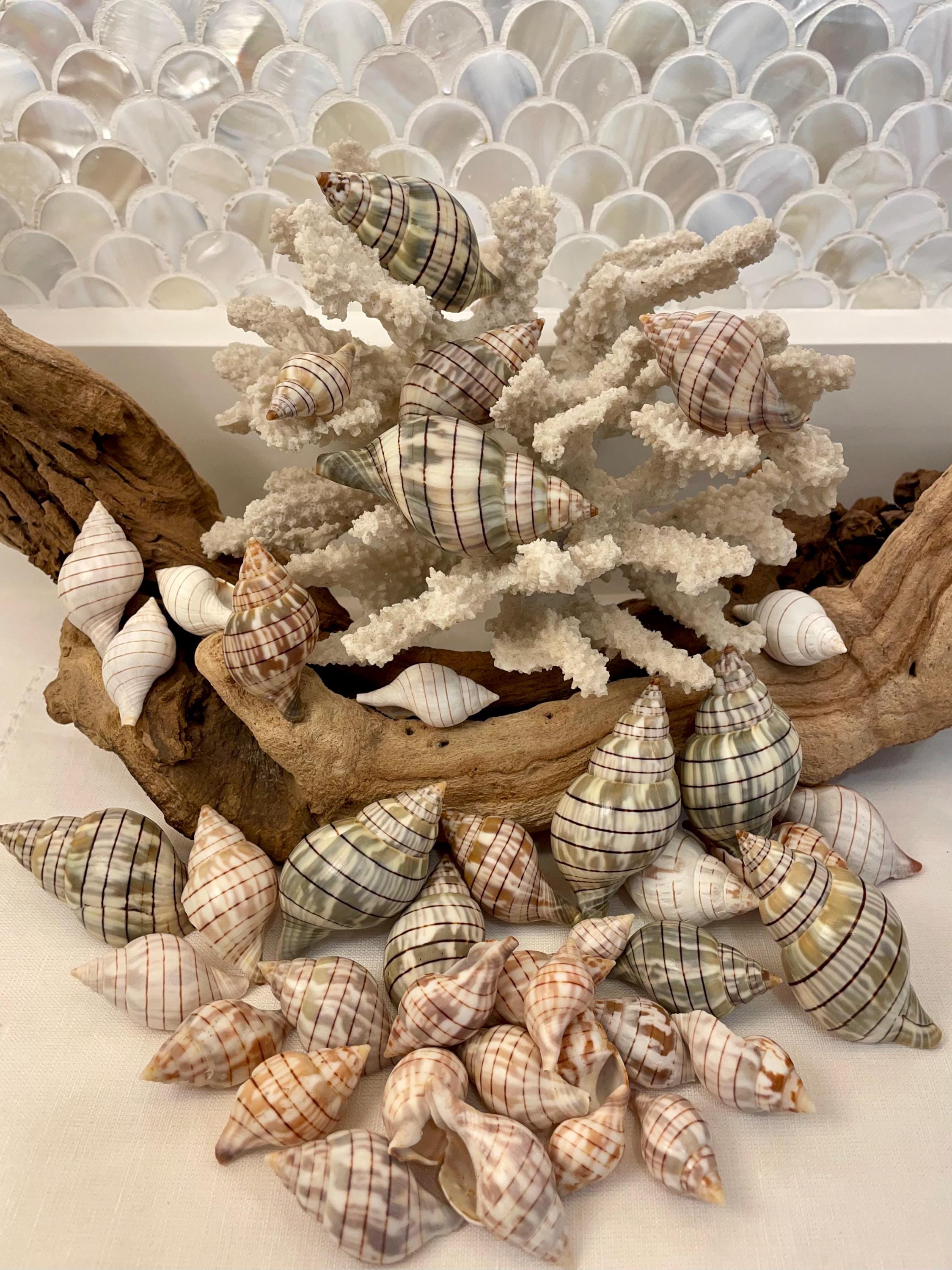 Banded Tulip Seashells Assorted, 10 Shells. Size 1"-2". Beautiful ...