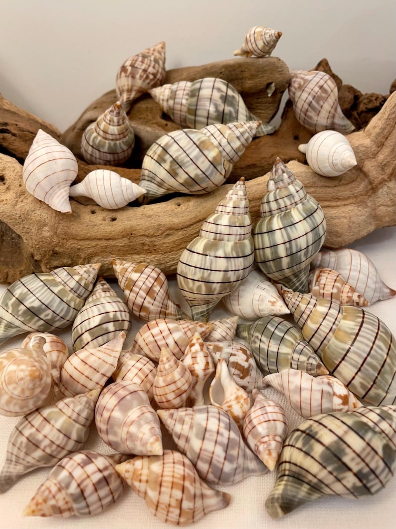 Banded Tulip Seashells Assorted, 10 Shells. Size 1"-2". Beautiful ...