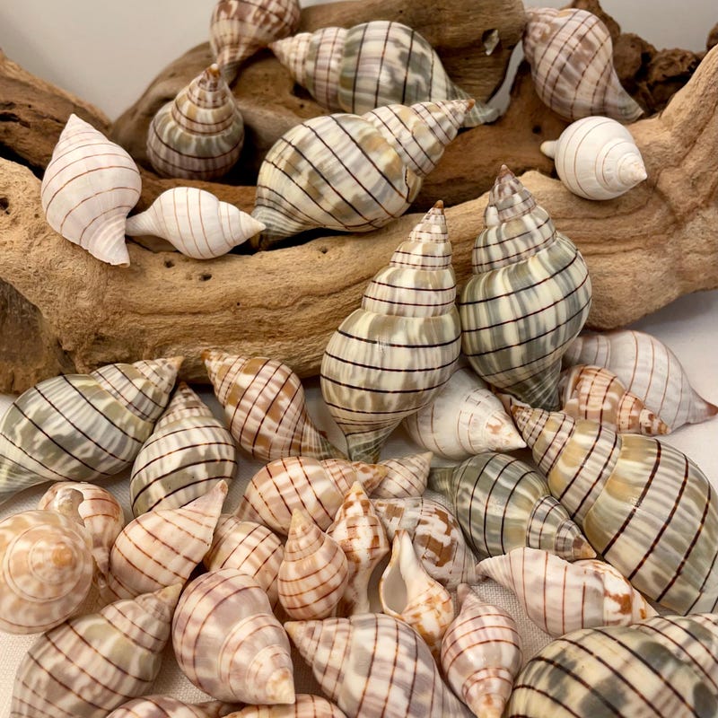 Assorted Seashells - Etsy