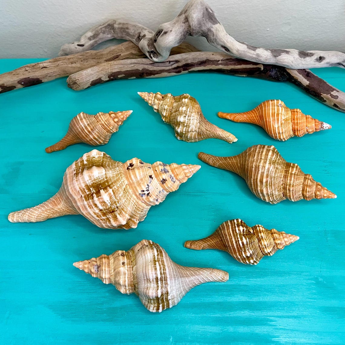 Florida Horse Conch. Sizes 2.5" - 8.5". Beautiful Florida Horse Conch ...