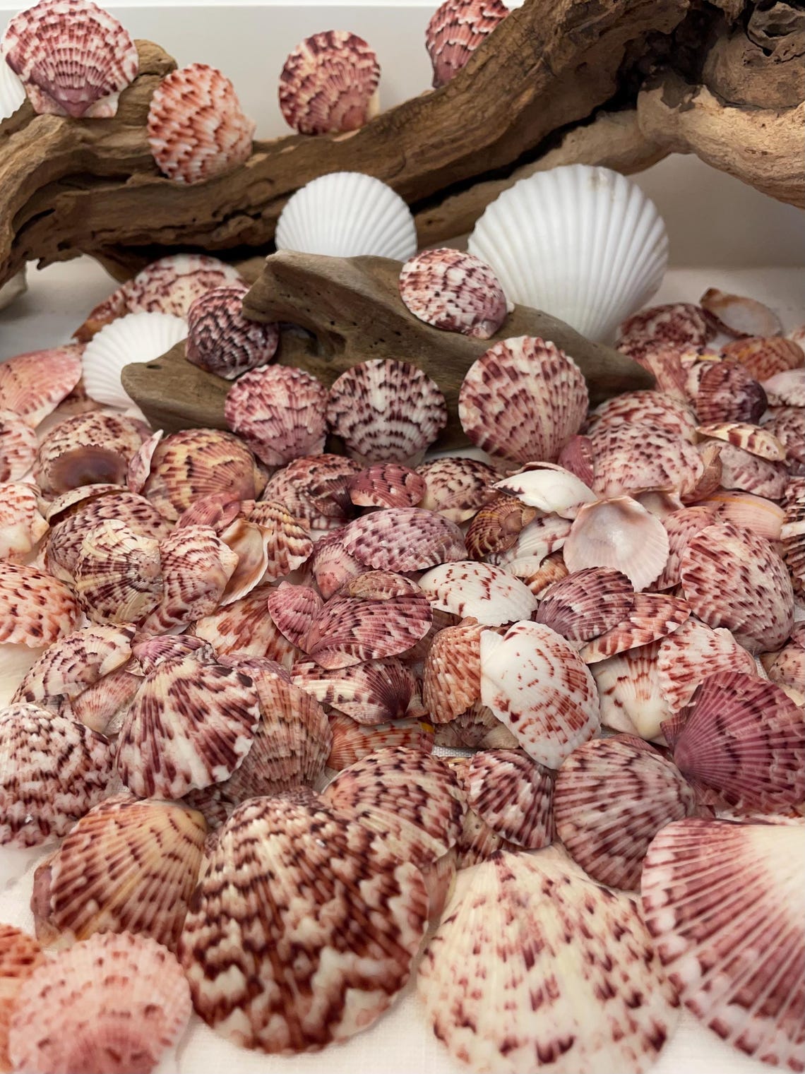 Calico Scallop Shells Assorted. 25 Shells, Size 1"-1.75". Beautiful ...