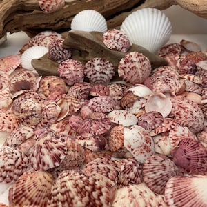 Calico Scallop Shells Assorted. 25 Shells, Size 1"-1.75". Beautiful ...
