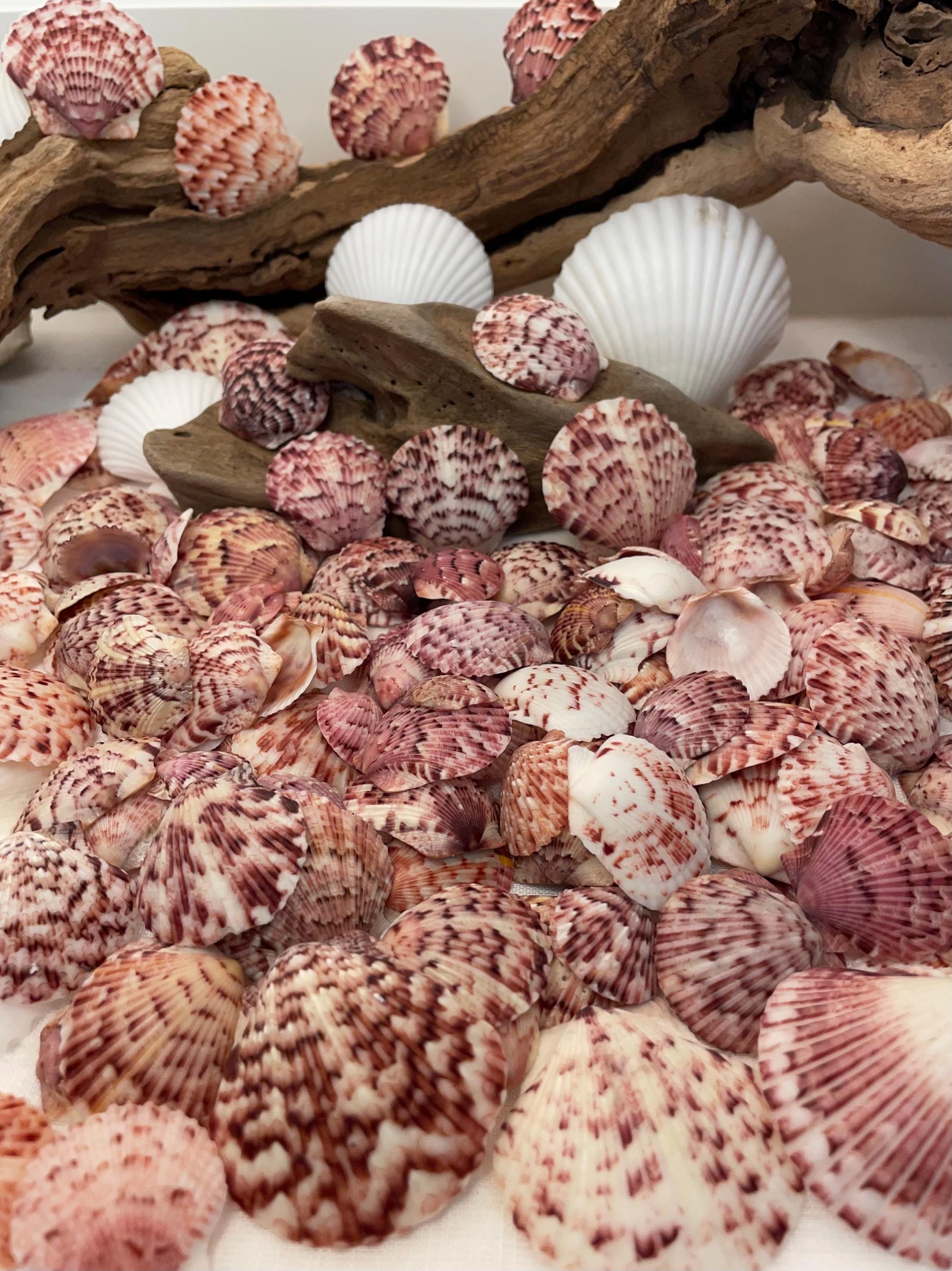 Calico Scallop Shells Assorted. 25 Shells, Size 1"-1.75". Beautiful ...