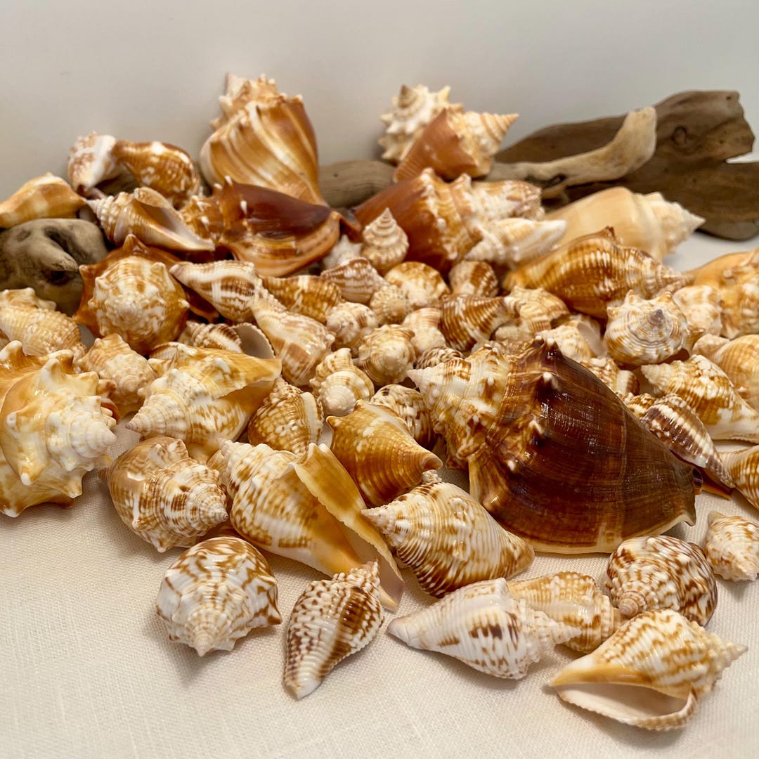 Florida Fighting Conch Shell Assortment. 15 Shells. Beautiful Florida ...