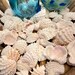 Florida Spiny Jewel Box Shells. 25 Shells Assorted. Beautiful Spiny ...