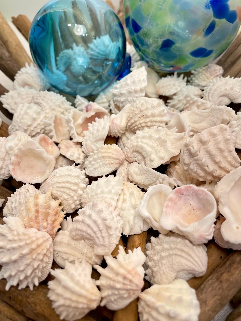 Florida Spiny Jewel Box Shells. 25 Shells Assorted. Beautiful Spiny ...