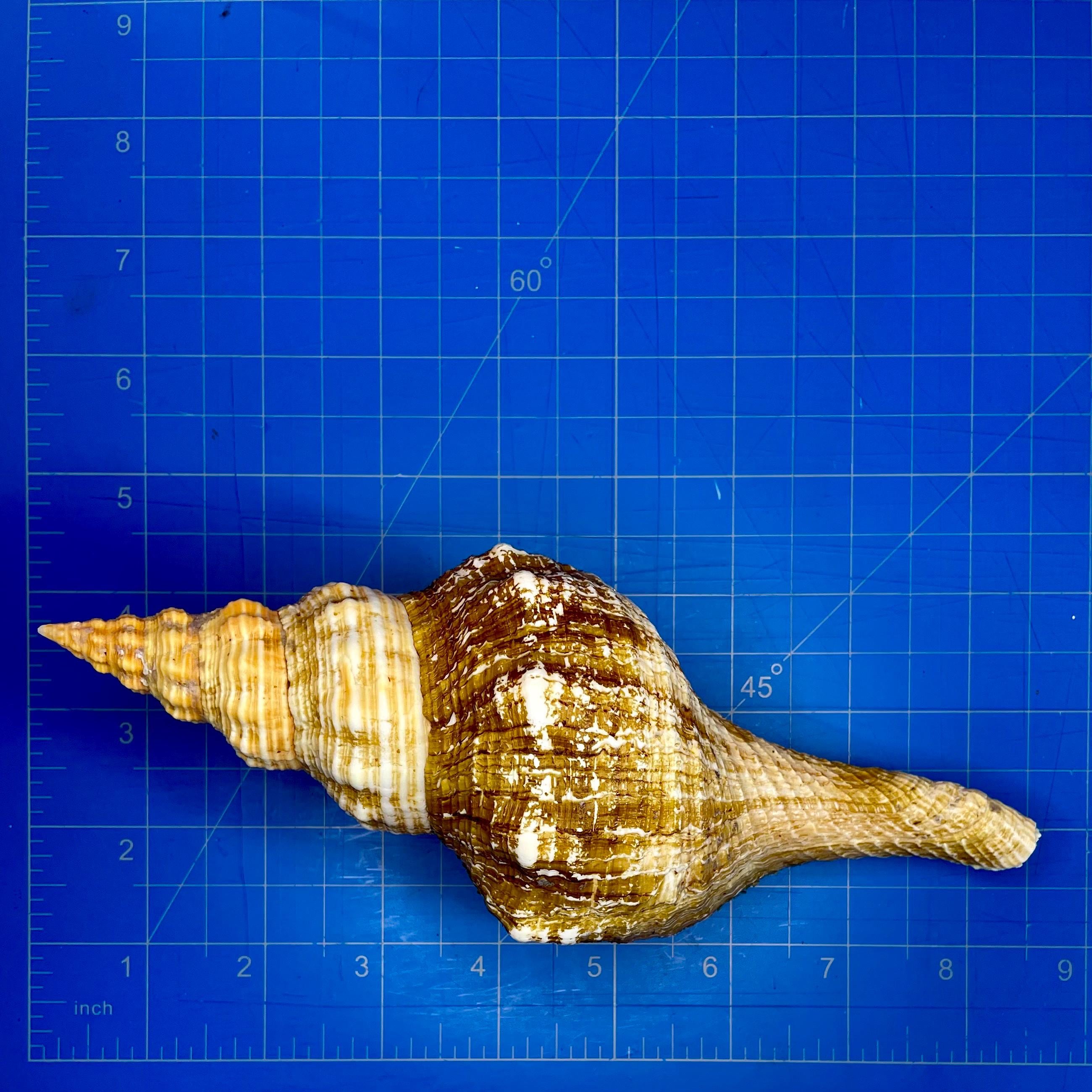 Florida Horse Conch. Sizes 2.5" - 8.5". Beautiful Florida Horse Conch ...