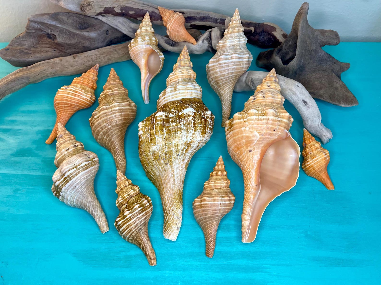 Florida Horse Conch. Sizes 2.5" - 8.5". Beautiful Florida Horse Conch ...
