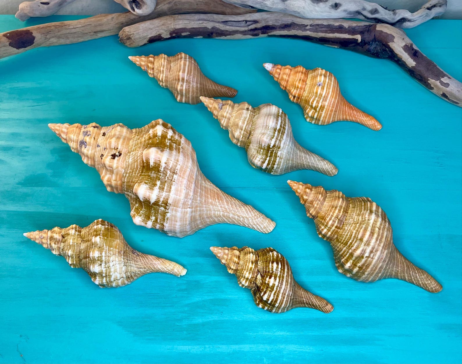 Florida Horse Conch. Sizes 2.5" - 8.5". Beautiful Florida Horse Conch ...