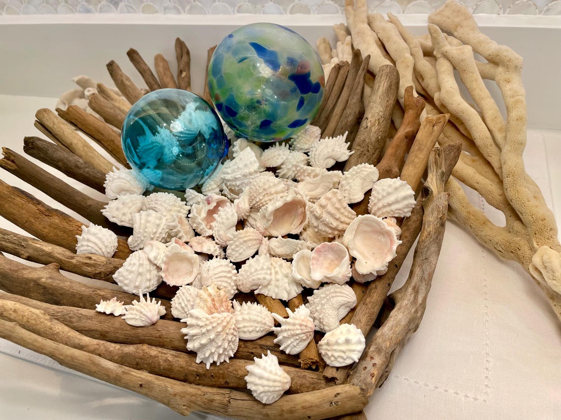 Florida Spiny Jewel Box Shells. 25 Shells Assorted. Beautiful Spiny ...