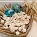Florida Spiny Jewel Box Shells. 25 Shells Assorted. Beautiful Spiny ...