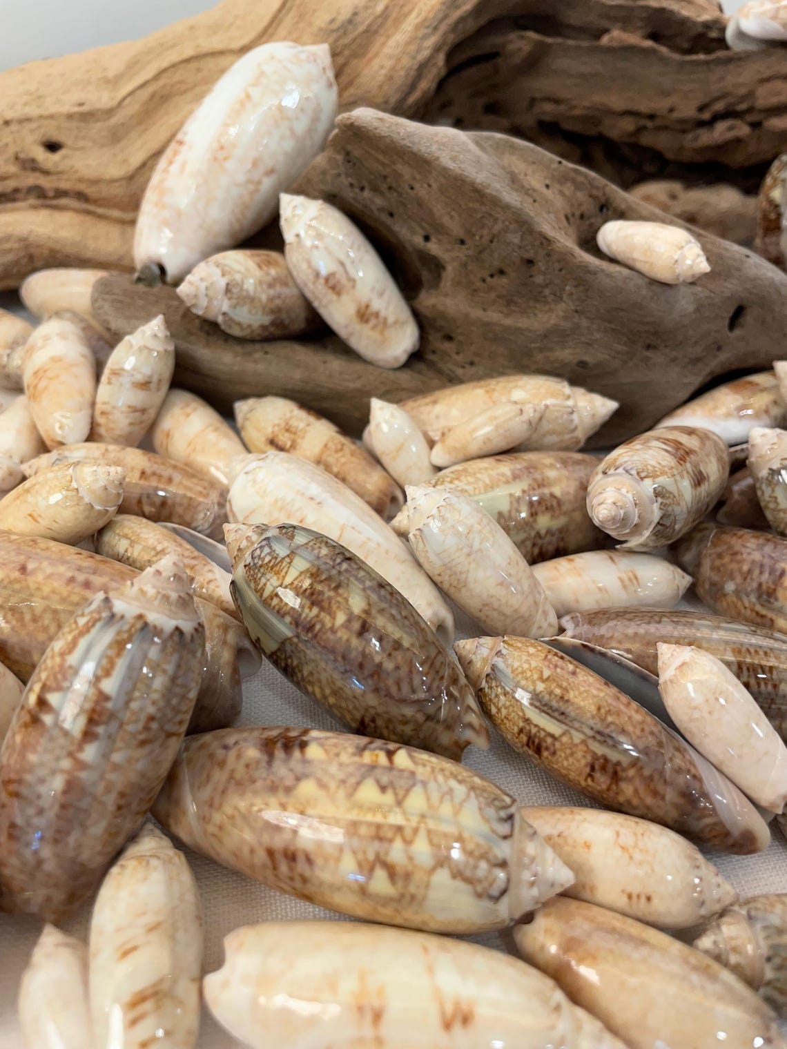 Lettered Olive Seashells Assorted, 15 Shells. Size 1.25"-2.25 ...
