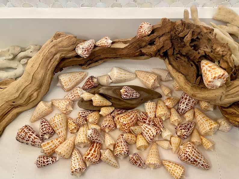 Alphabet Cone Shells Assorted. 4 Shells, Size 1.5"-2". Beautiful ...