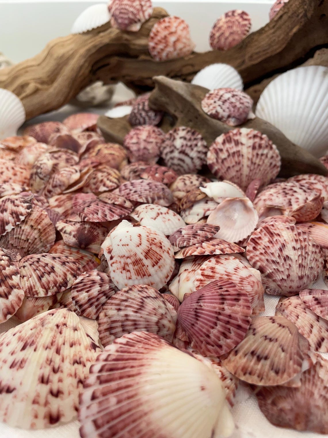 Calico Scallop Shells Assorted. 25 Shells, Size 1"-1.75". Beautiful ...