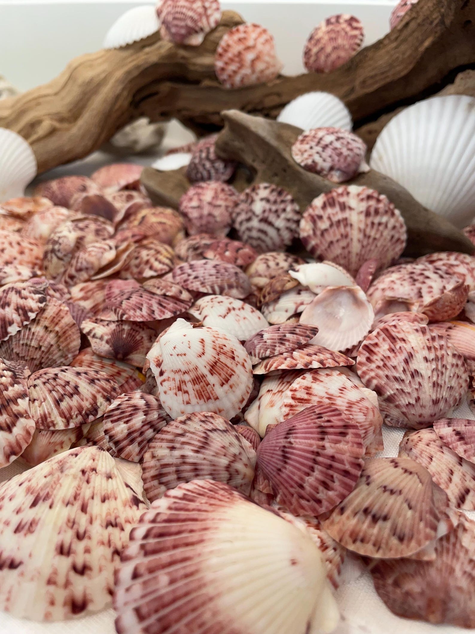 Calico Scallop Shells Assorted. 25 Shells, Size 1"-1.75". Beautiful ...