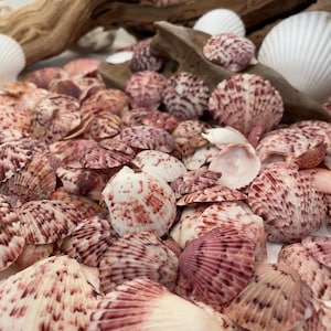 Calico Scallop Shells Assorted. 25 Shells, Size 1"-1.75". Beautiful ...