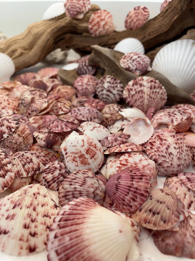 Calico Scallop Shells Assorted. 25 Shells, Size 1"-1.75". Beautiful ...
