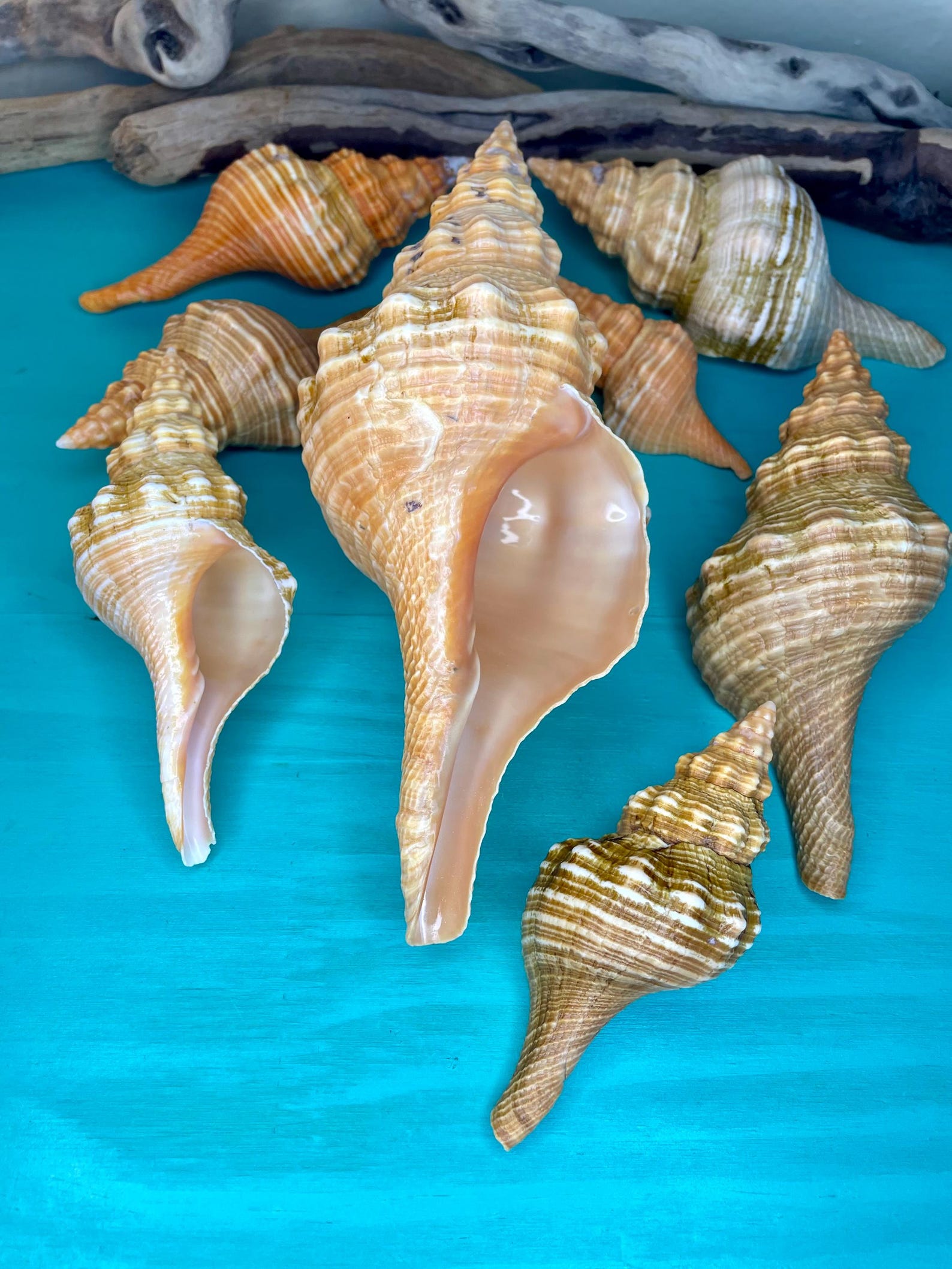 Florida Horse Conch. Sizes 2.5" - 8.5". Beautiful Florida Horse Conch ...
