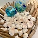 Florida Spiny Jewel Box Shells. 25 Shells Assorted. Beautiful Spiny ...