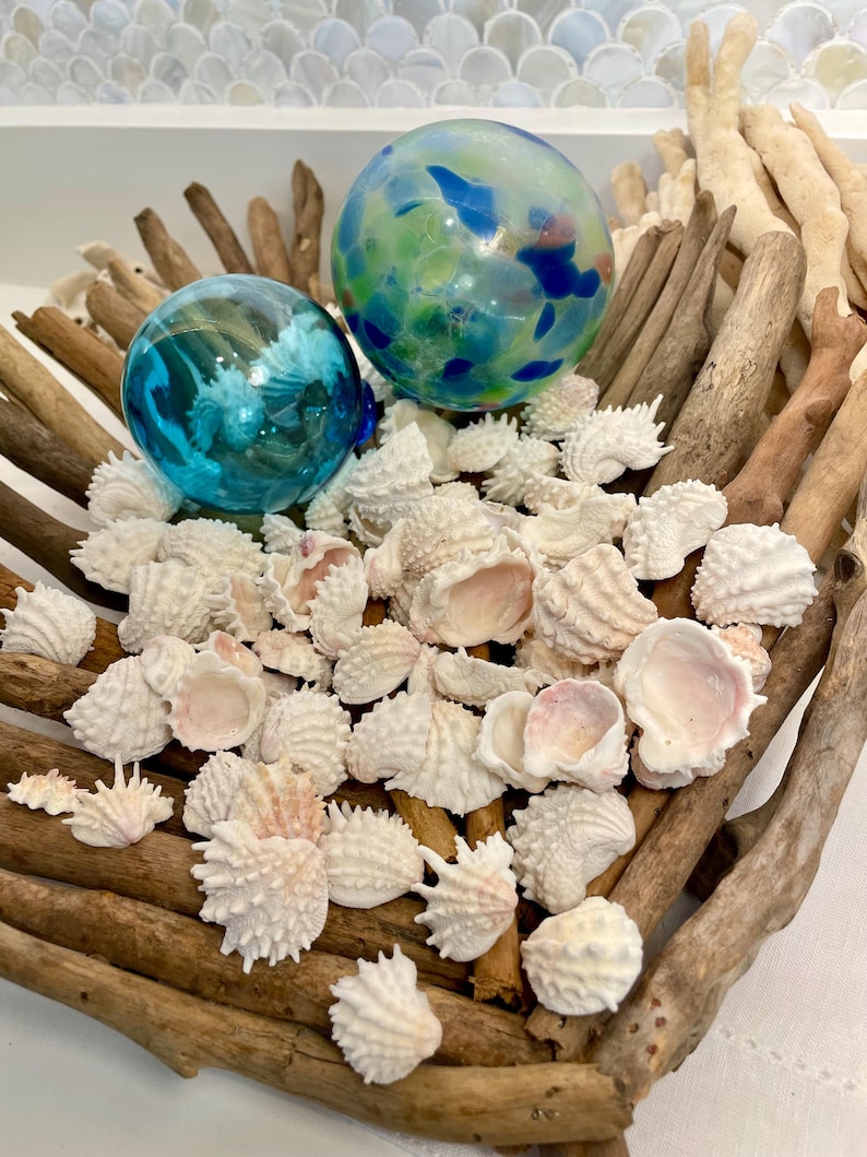 Florida Spiny Jewel Box Shells. 25 Shells Assorted. Beautiful Spiny ...