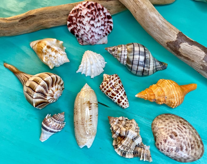 Seashell Souvenir Owl, Seashell Art, Vintage Shell Art, Owl Collectors ...
