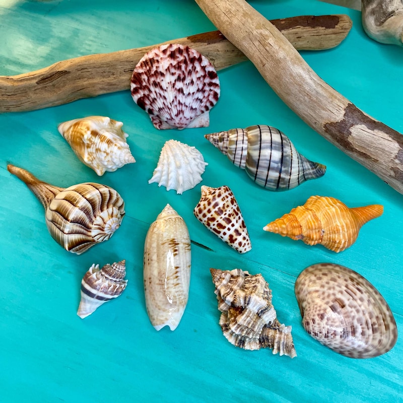 Shell Crown - Etsy