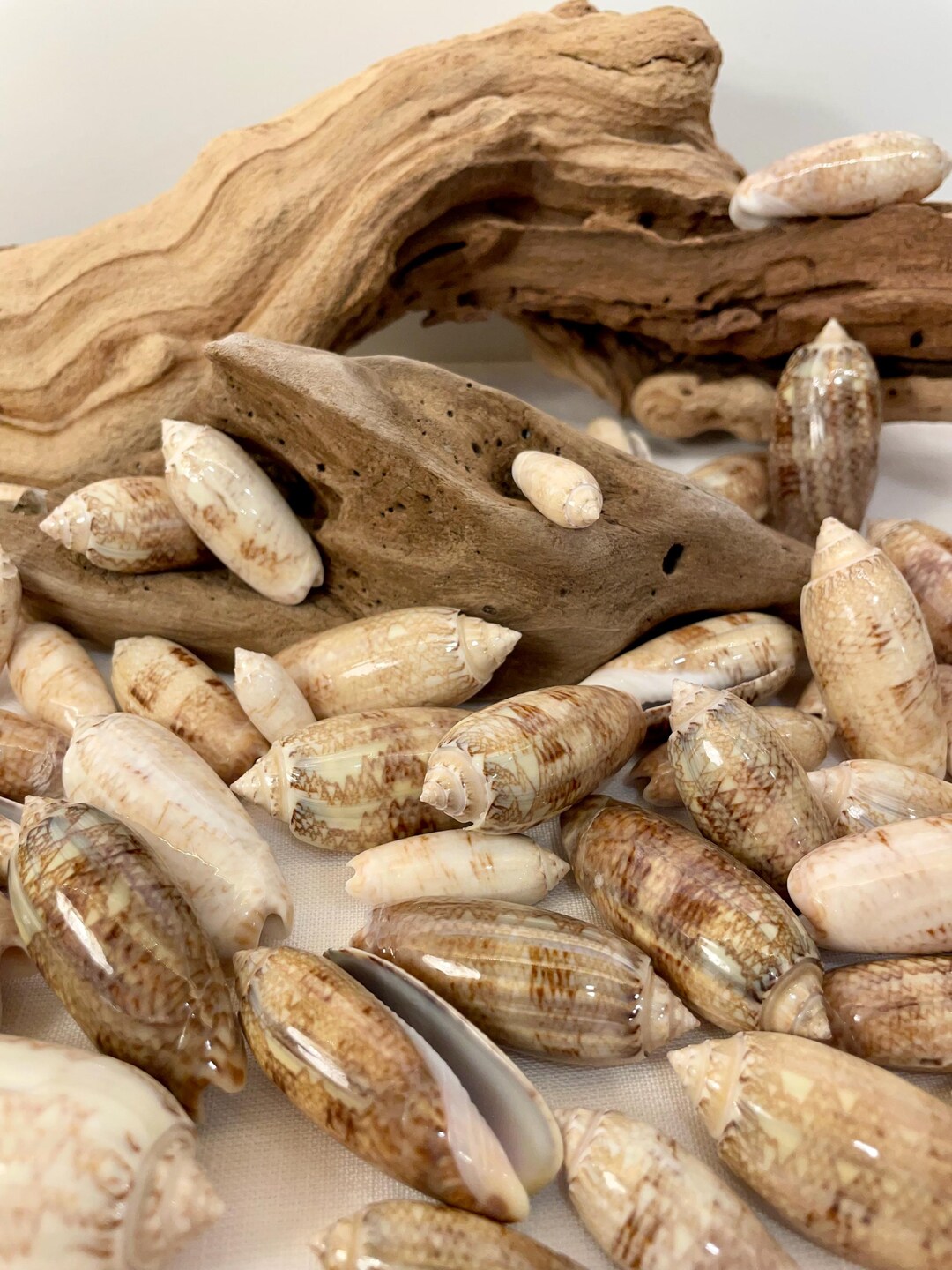 Lettered Olive Seashells Assorted, 15 Shells. Size 1.25"-2.25 ...