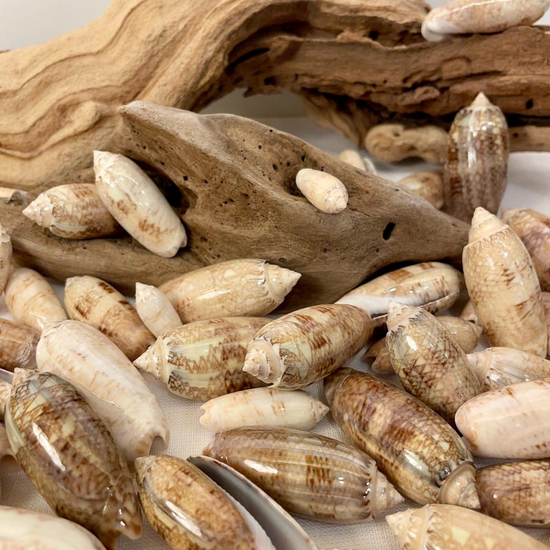 Bulk Seashells - Etsy