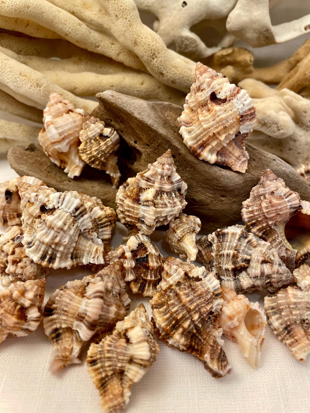 Apple Murex Shells Assorted, 15 Shells. Size 1"-2". Beautiful Apple ...