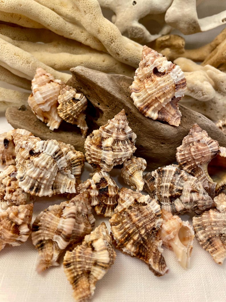 Apple Murex Shells Assorted, 15 Shells. Size 1"-2". Beautiful Apple ...