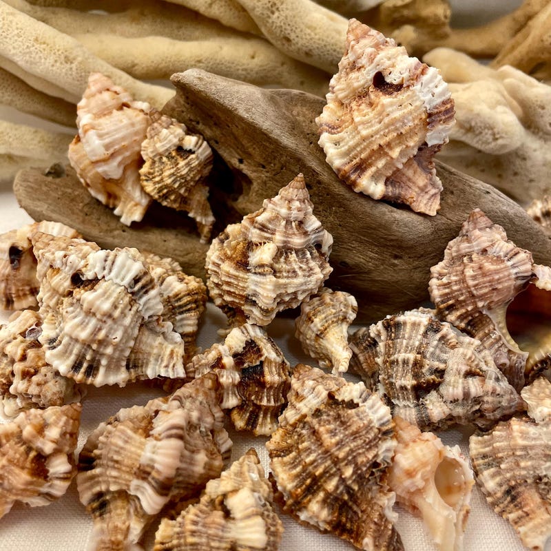 Murex Shell - Etsy